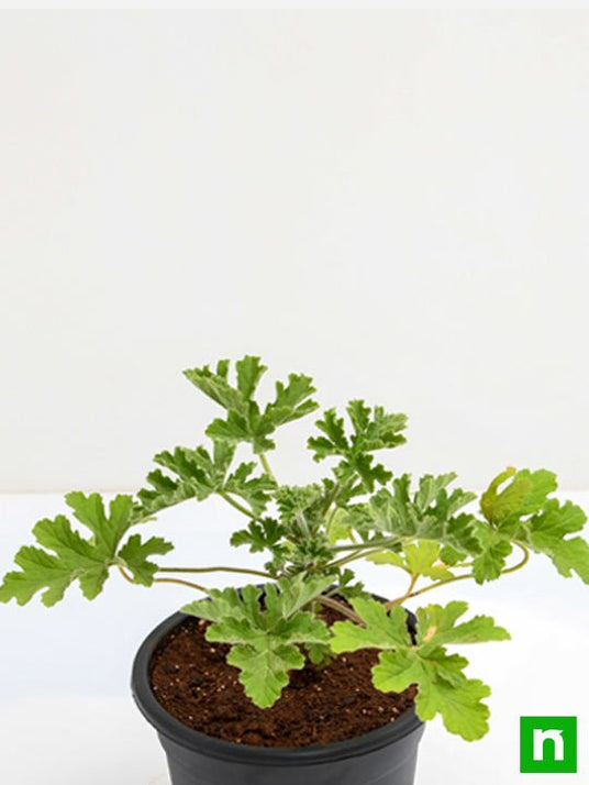 Buy Citronella, Odomas - Plant online from Nurserylive at lowest price.