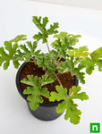 Buy Citronella, Odomas - Plant online from Nurserylive at lowest price.