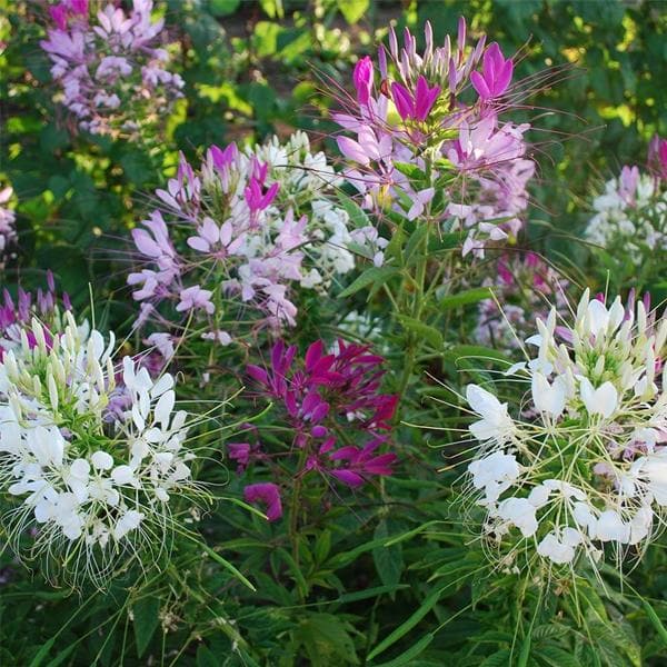 Buy Cleome - Plant online from Nurserylive at lowest price.