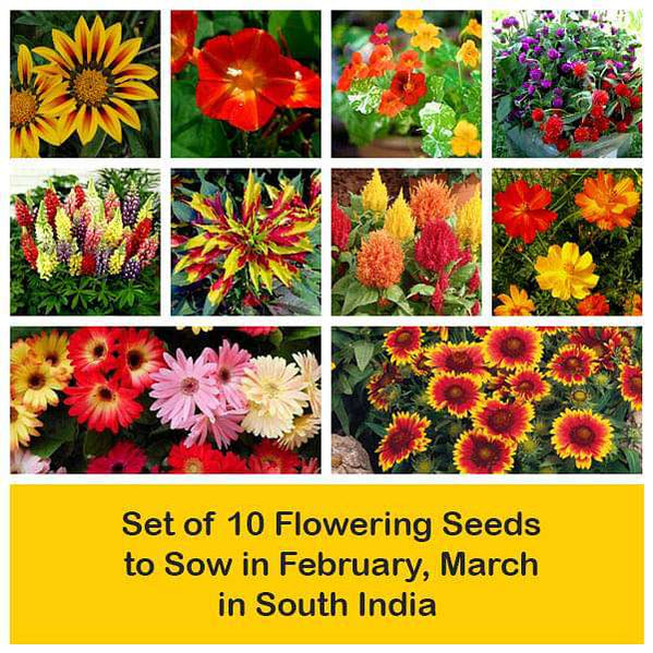 Buy Seeds online from Nurserylive at lowest price.