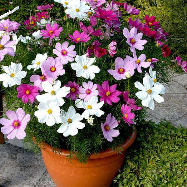 Buy plants online in Delhi — Nurserylive