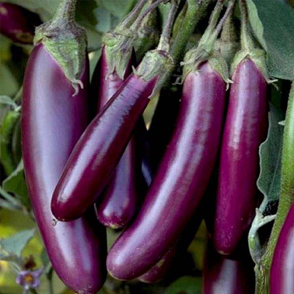 Buy Set of 15 Vegetable Seeds to Sow in April, May in South India ...