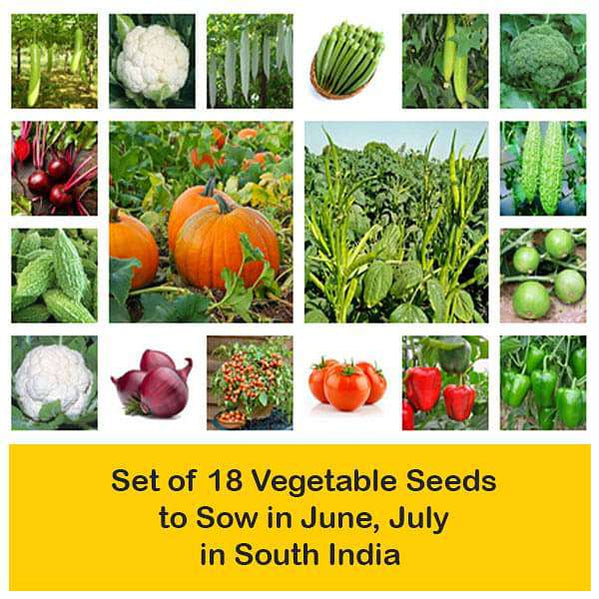 Buy Seeds online from Nurserylive at lowest price.
