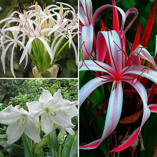 Buy Charming Crinum Lily - 15 Bulbs Pack online from Nurserylive at ...