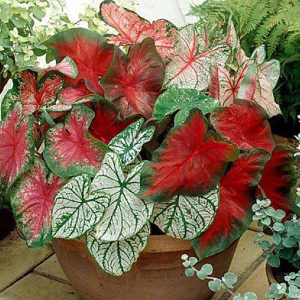Buy Classic Caladiums - 20 Bulbs Pack online from Nurserylive at lowest ...
