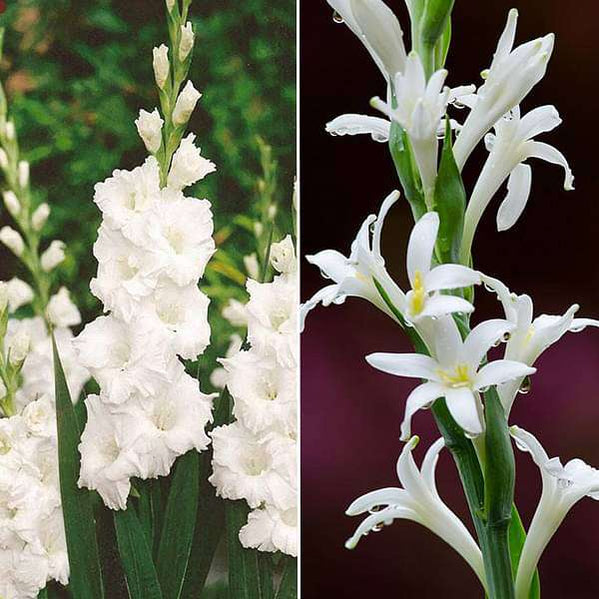 Buy Flower Bulbs online from Nurserylive at lowest price.