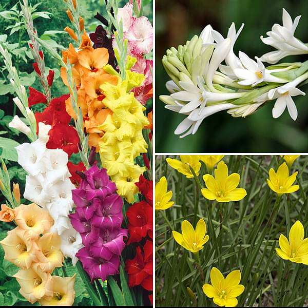 Buy Sweet Summer Bulbs - (45 Bulbs Pack) online from Nurserylive at ...