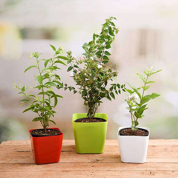 Buy Aromatic Fragrant Plants online from Nurserylive at lowest price.