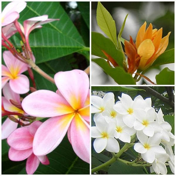 Buy Plumeria Champa Plants online from Nurserylive at lowest price.