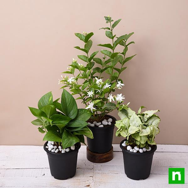 Buy Chameli Flower online from Nurserylive at lowest price.
