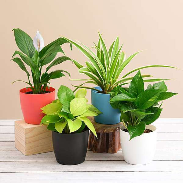 Buy Plants' Packs by Location online from Nurserylive at lowest price.
