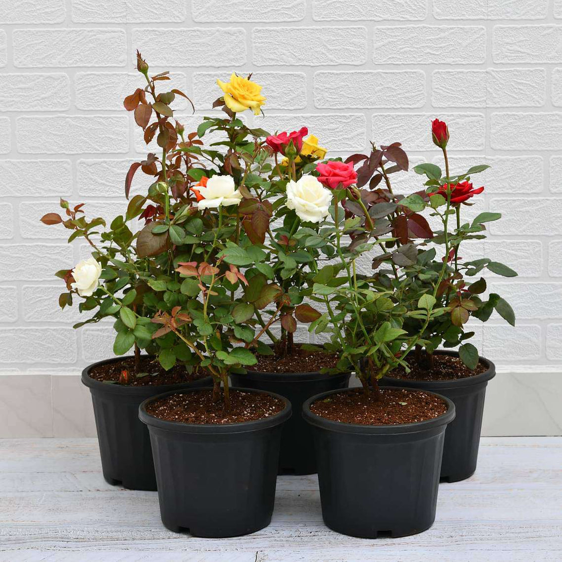Buy Set of 5 Enchanting Roses online from Nurserylive at lowest price.