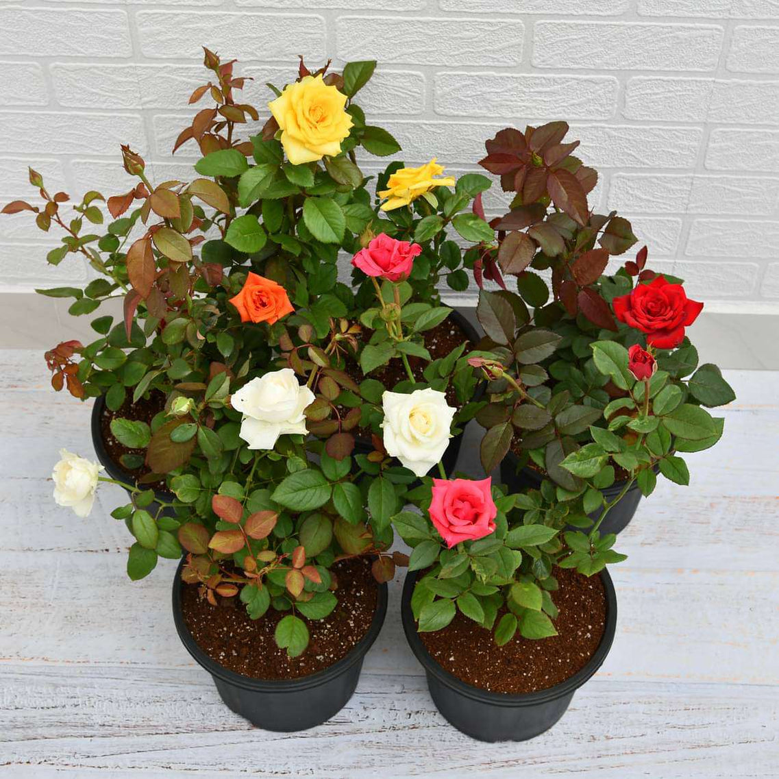 Buy Rose Plants online from Nurserylive at lowest price.