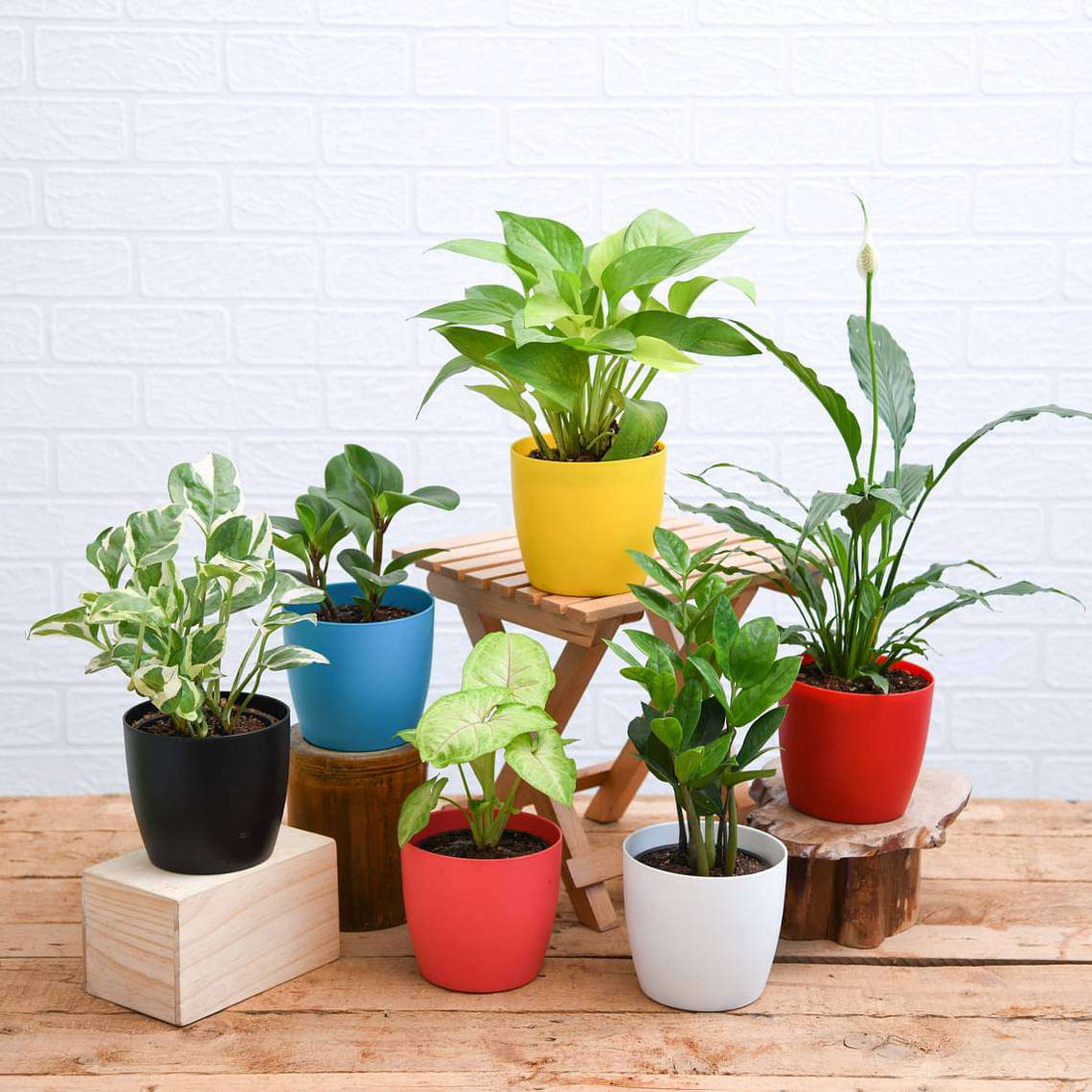 Buy Set of 6 Plants for Healthy and Refreshing Day online from ...