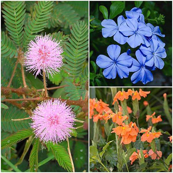 Buy Top 3 Wonder Plants Pack online from Nurserylive at lowest price.