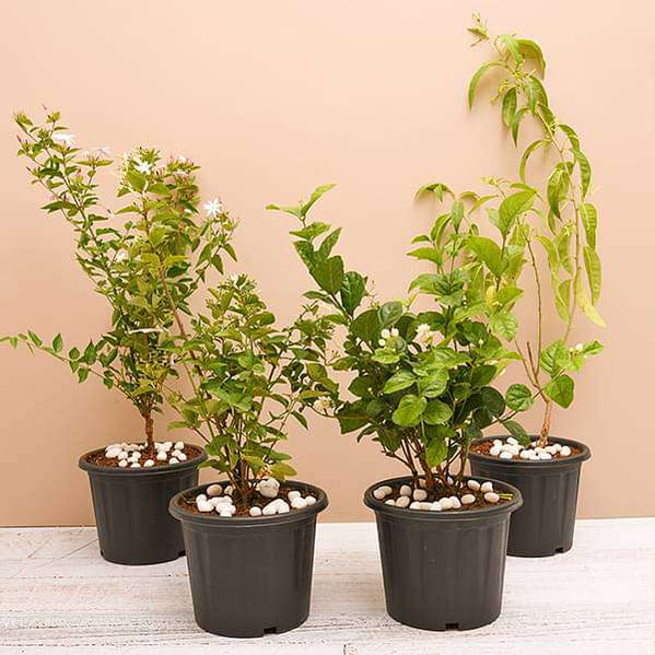 Buy Chameli Flower online from Nurserylive at lowest price.