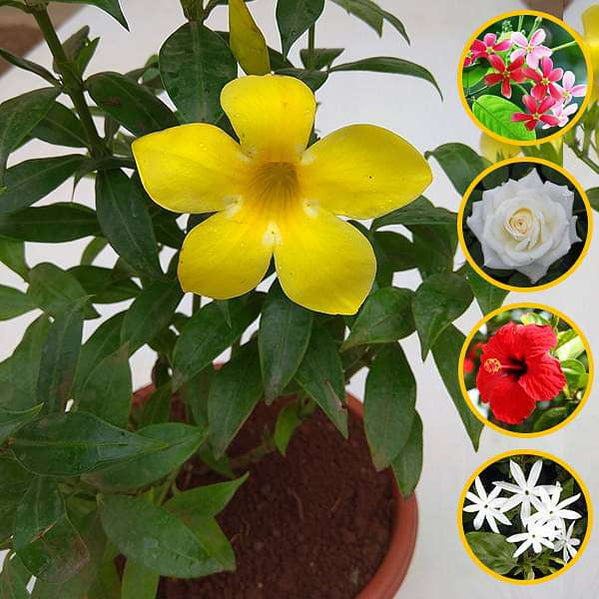 Buy Flowering Creepers online from Nurserylive at lowest price.