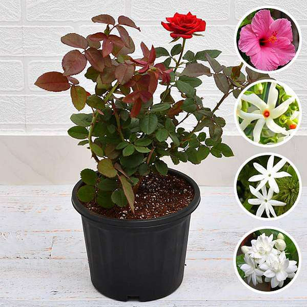 Buy Rose Plants online from Nurserylive at lowest price.