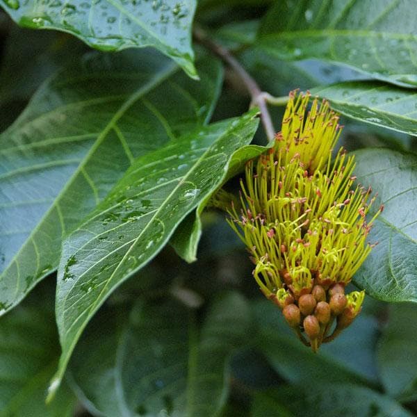 Buy Combretum Fruticosum, Fire Flower - Plant online from Nurserylive ...
