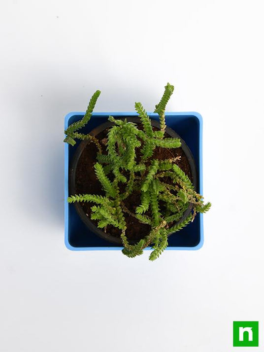 Buy Crassula Princess Pine - Succulent Plant online from Nurserylive at ...