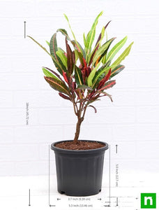 Buy Croton Plant, Codiaeum variegatum (Captain Kidd) - Plant online ...