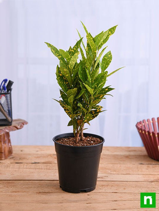Buy Croton Plant, Codiaeum variegatum (Gold Dust, Small Leaves) - Plant ...