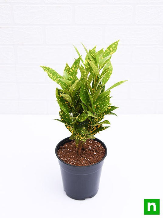 Buy Croton Plant, Codiaeum variegatum (Gold Dust, Small Leaves) - Plant ...