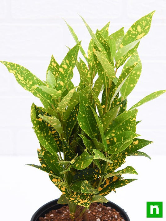 Buy Croton Plant, Codiaeum variegatum (Gold Dust, Small Leaves) - Plant ...