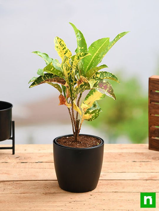 Buy Croton Plant, Codiaeum variegatum (Magnificent) - Plant online from ...