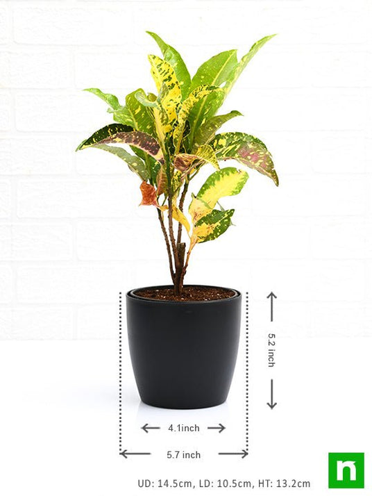 Buy Croton Plant, Codiaeum variegatum (Magnificent) - Plant online from ...