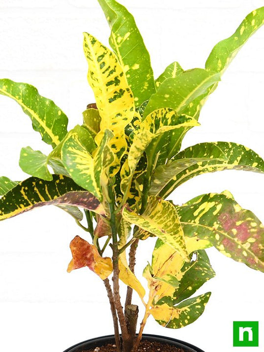 Buy Croton Plant, Codiaeum variegatum (Magnificent) - Plant online from ...