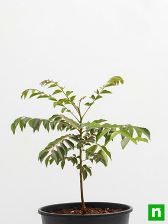 Buy Curry Leaves, Kadi Patta, Murraya koenigii, Meetha Neem - Plant ...