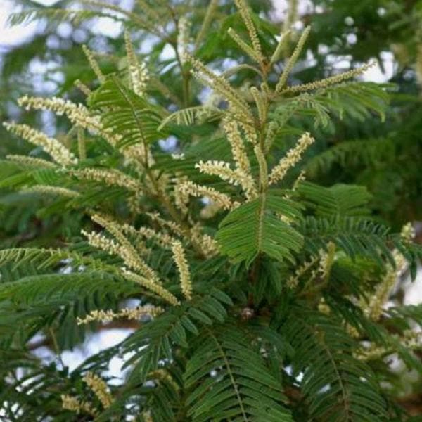 Buy Cutch Tree - Plant online from Nurserylive at lowest price.