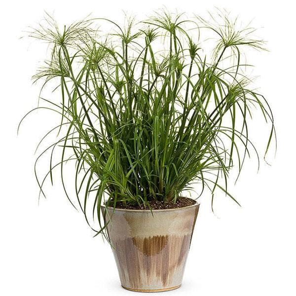Buy Umbrella Plant, Cyperus Papyrus - Plant online from Nurserylive at ...
