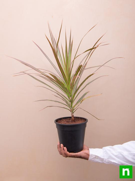 Buy Dracaena Colorama - Plant online from Nurserylive at lowest price.