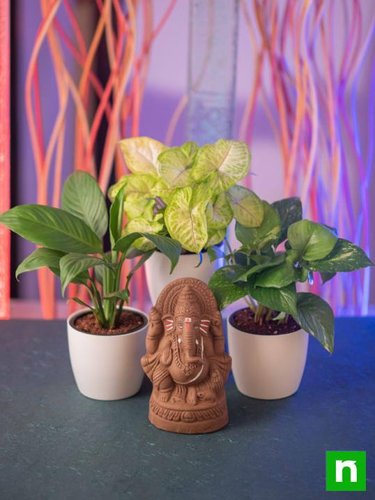 Buy Eco Friendly Ganesh Plants Packs online from Nurserylive at lowest ...