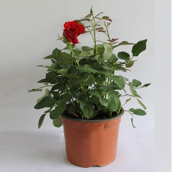 Buy Red Rose Flower online from Nurserylive at lowest price.