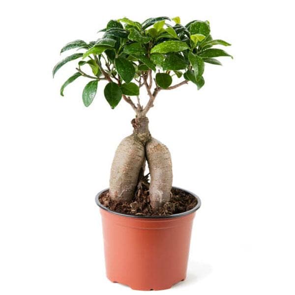 Buy Ficus 100 gms - Plant online from Nurserylive at lowest price.