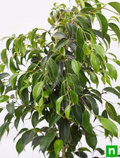 Buy Ficus Benjamina, Weeping Fig - Plant online from Nurserylive at ...