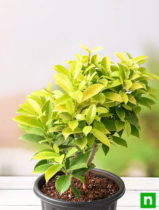 Buy Ficus Panda - Plant online from Nurserylive at lowest price.