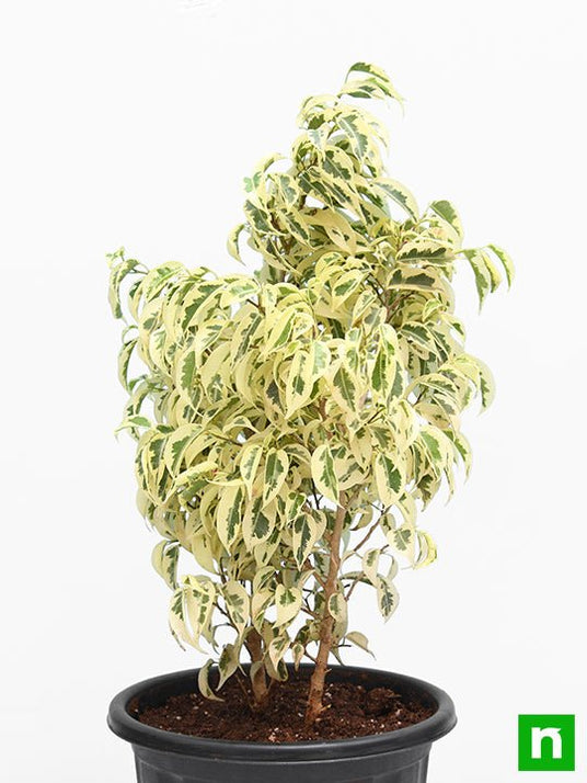 Buy Ficus Starlight, Ficus benjamina - Plant online from Nurserylive at ...