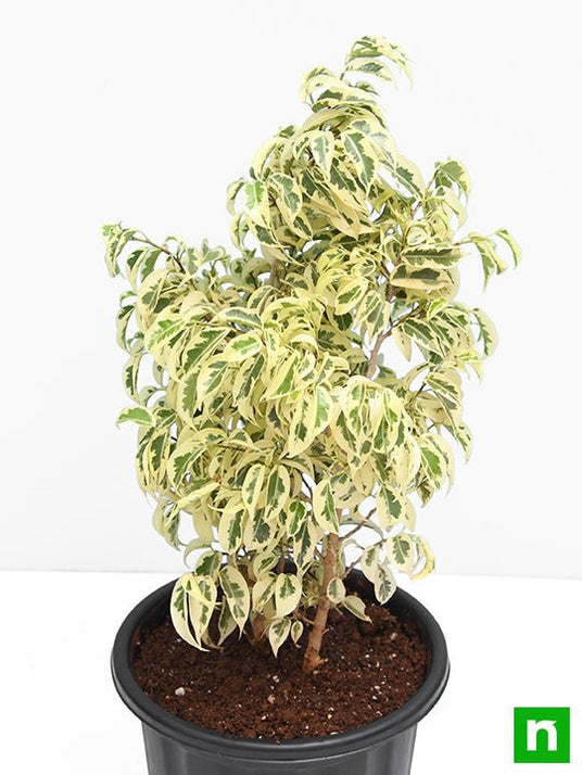 Buy Ficus Starlight, Ficus benjamina - Plant online from Nurserylive at ...