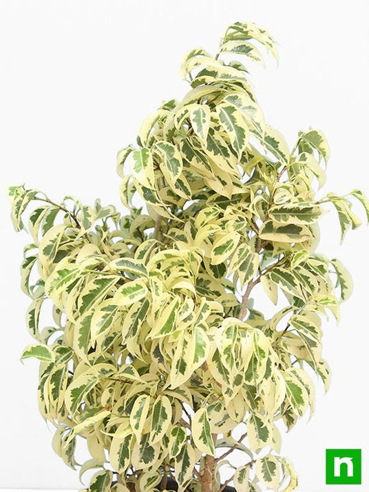 Buy Ficus Starlight, Ficus benjamina - Plant online from Nurserylive at ...