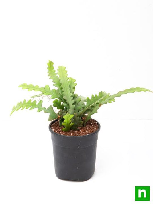 Buy Fishbone Cactus - Succulent Plant online from Nurserylive at lowest ...