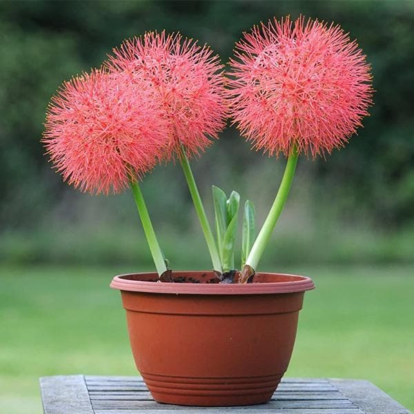 Buy Football Lily, Haemanthus Multiflorus, Blood Lily - Bulbs (set of 5 ...