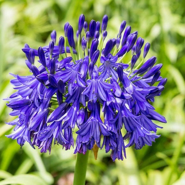 Buy Blue Flower Bulbs online from Nurserylive at lowest price.