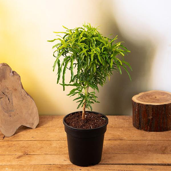 Buy Aralia Plants online from Nurserylive at lowest price.