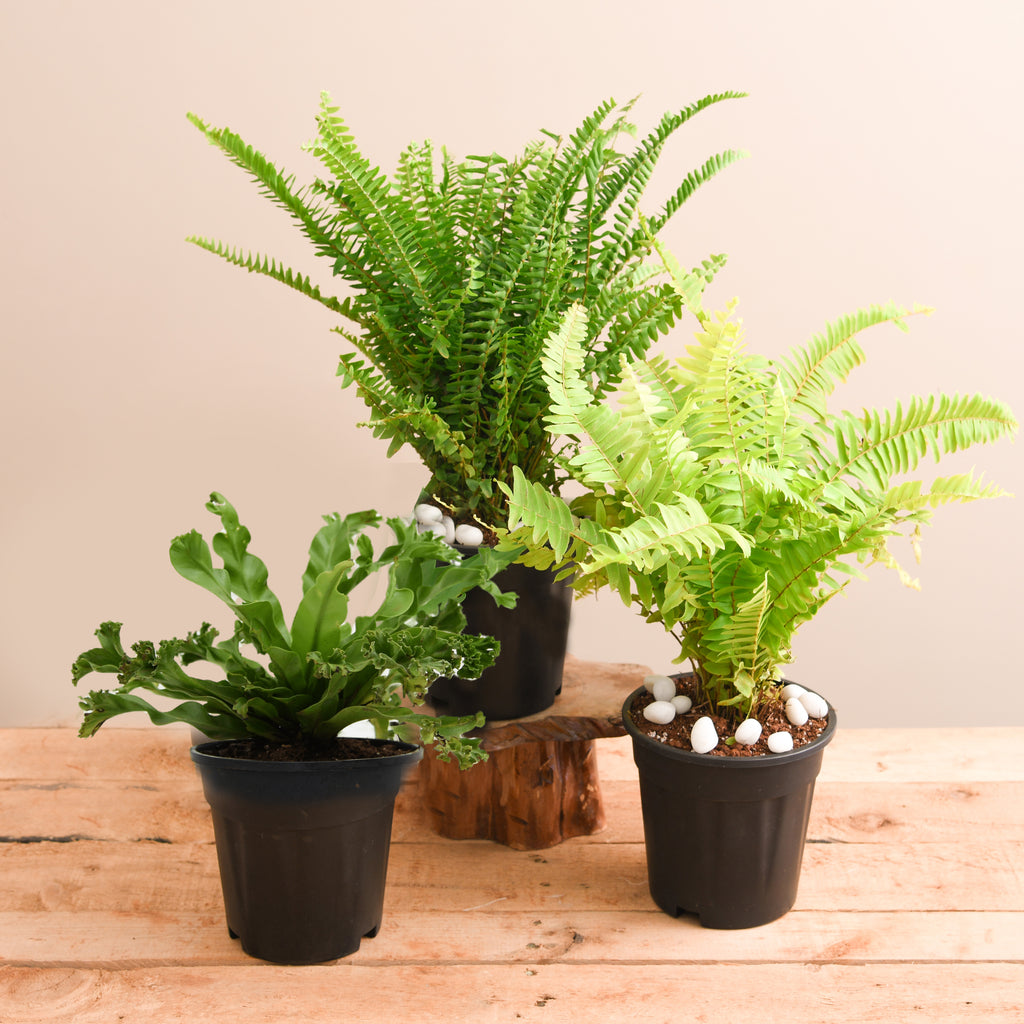 Buy Ferns online from Nurserylive at lowest price.