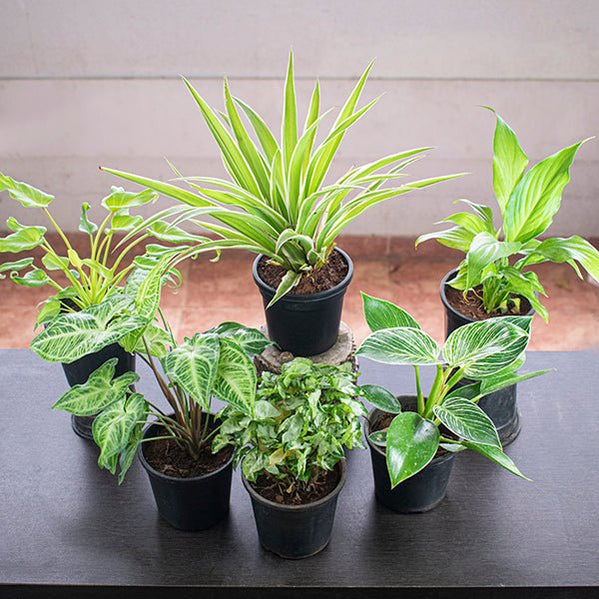 Buy Indoor Plants Packs online from Nurserylive at lowest price.