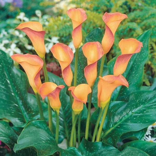 Buy Calla Lily (Orange) - Bulbs online from Nurserylive at lowest price.